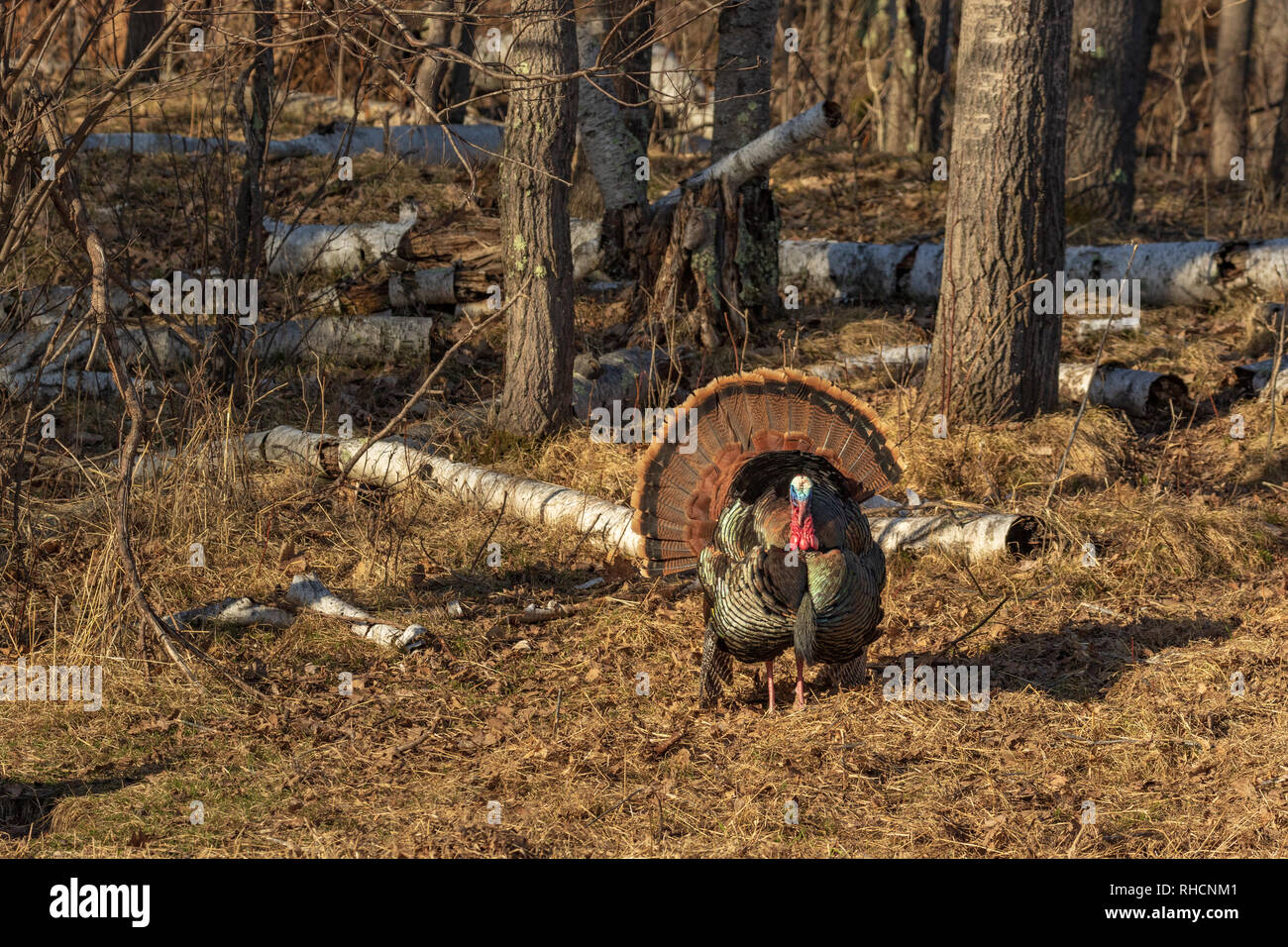 Tom turkey strutting for a hen in northern Wisconsin Stock Photo - Alamy