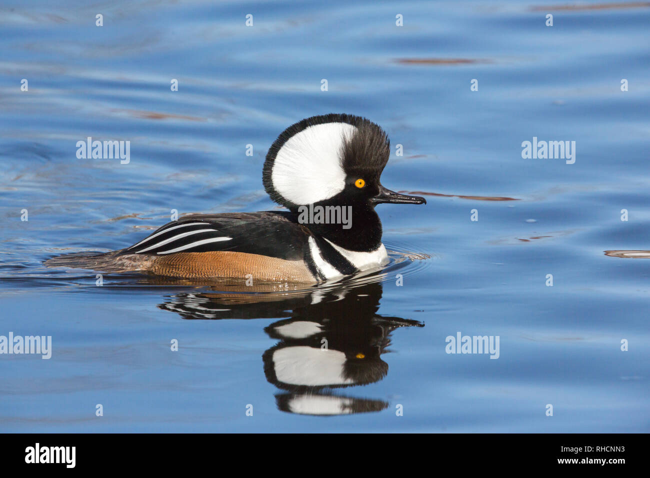 Drake hooded merganser swimming in the Chippewa River in northern ...