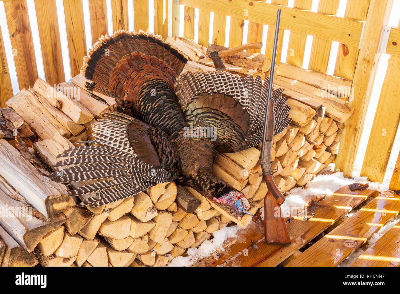 Dead turkey hi-res stock photography and images - Alamy