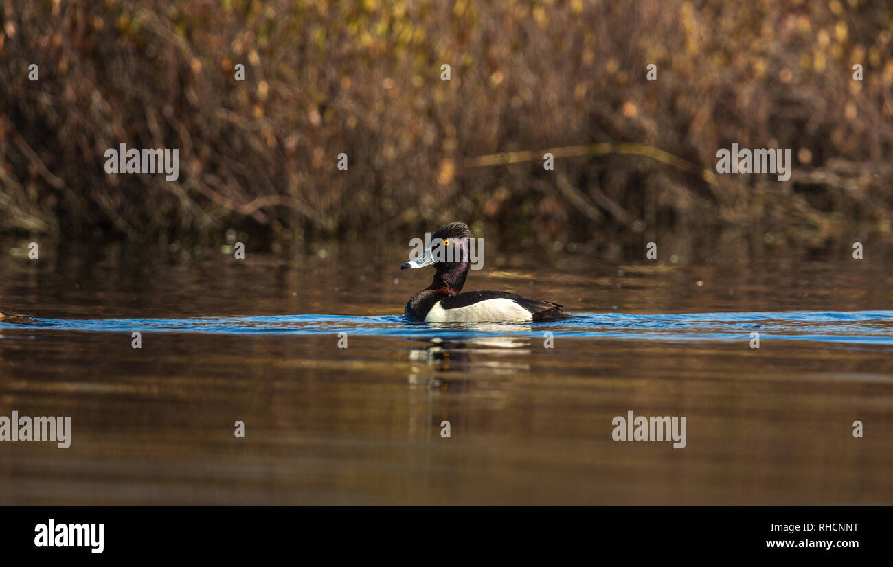 Drake ring-necked duck swimming in a northern Wisconsin lake Stock ...