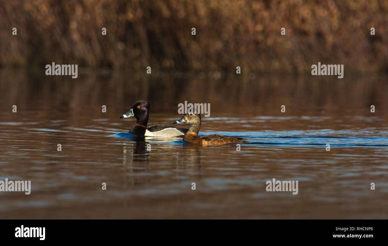 Drake and hen ring-necked ducks swimming in a northern Wisconsin lake ...