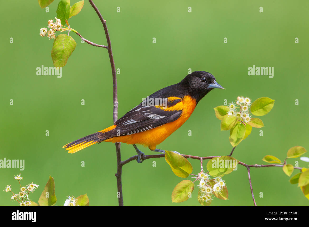 Oriole of baltimore hi-res stock photography and images - Alamy