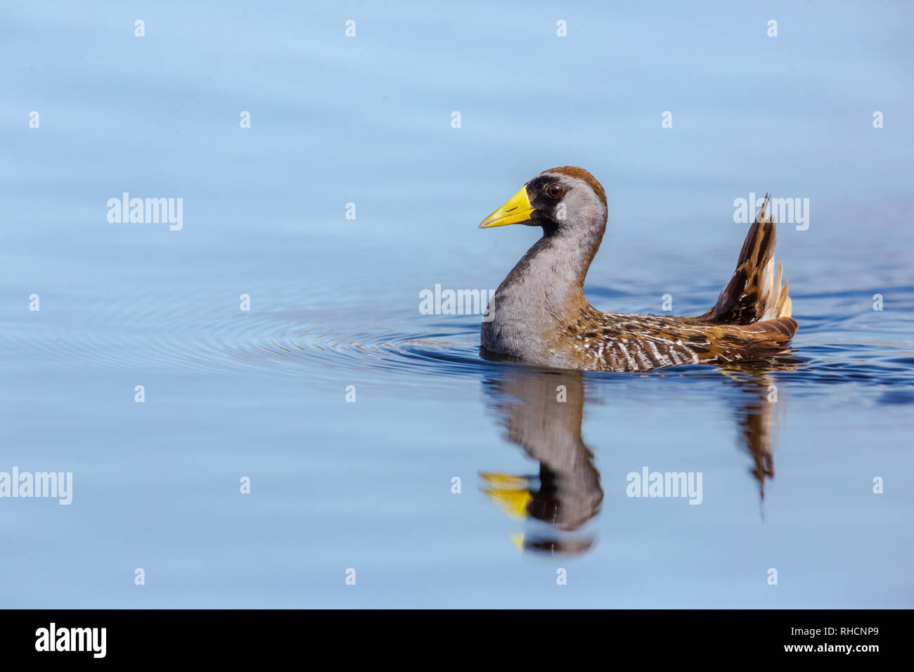 A Sora swimming in a northern Wisconsin lake Stock Photo - Alamy