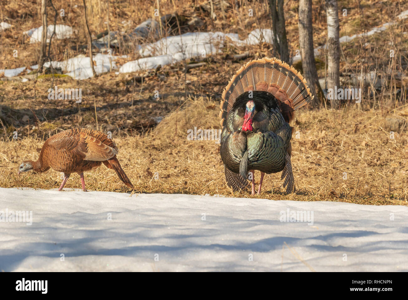 Tom turkey strutting for some hens Stock Photo - Alamy