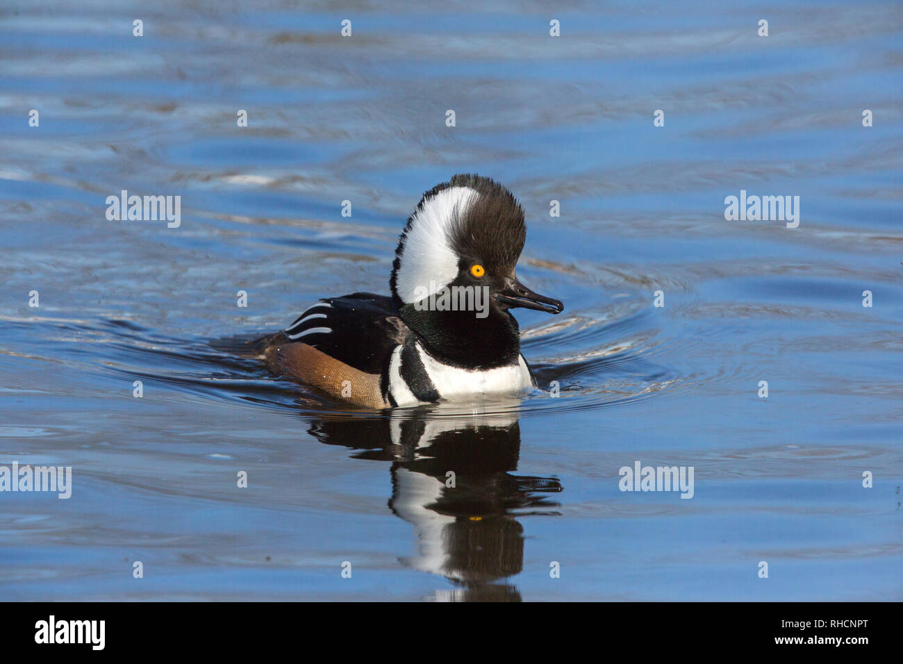 Drake hooded merganser swimming in the Chippewa River in northern ...