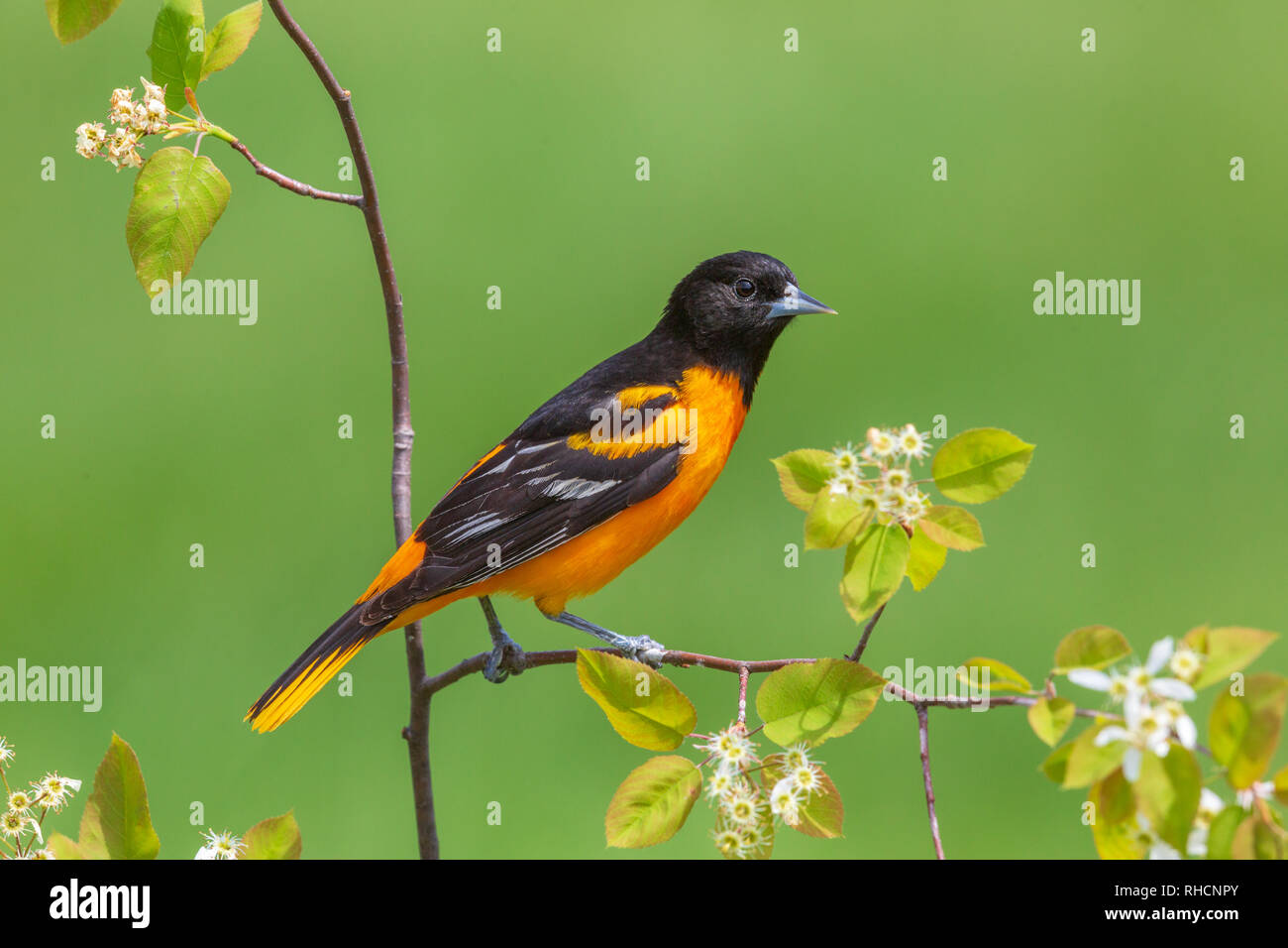 Oriole of baltimore hi-res stock photography and images - Alamy
