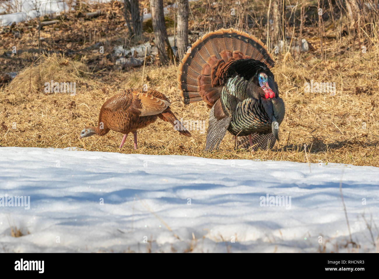 Tom turkey strutting for some hens Stock Photo - Alamy