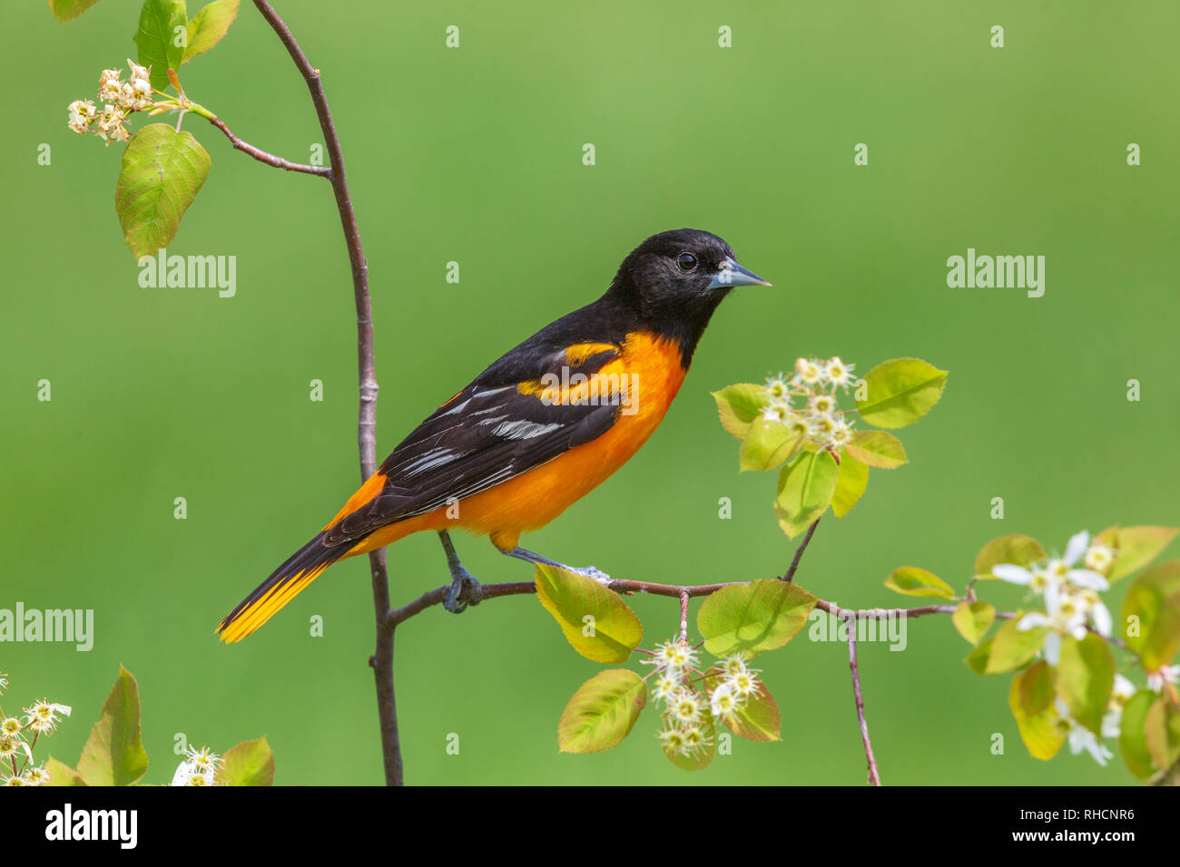 Male oriole hi-res stock photography and images - Alamy