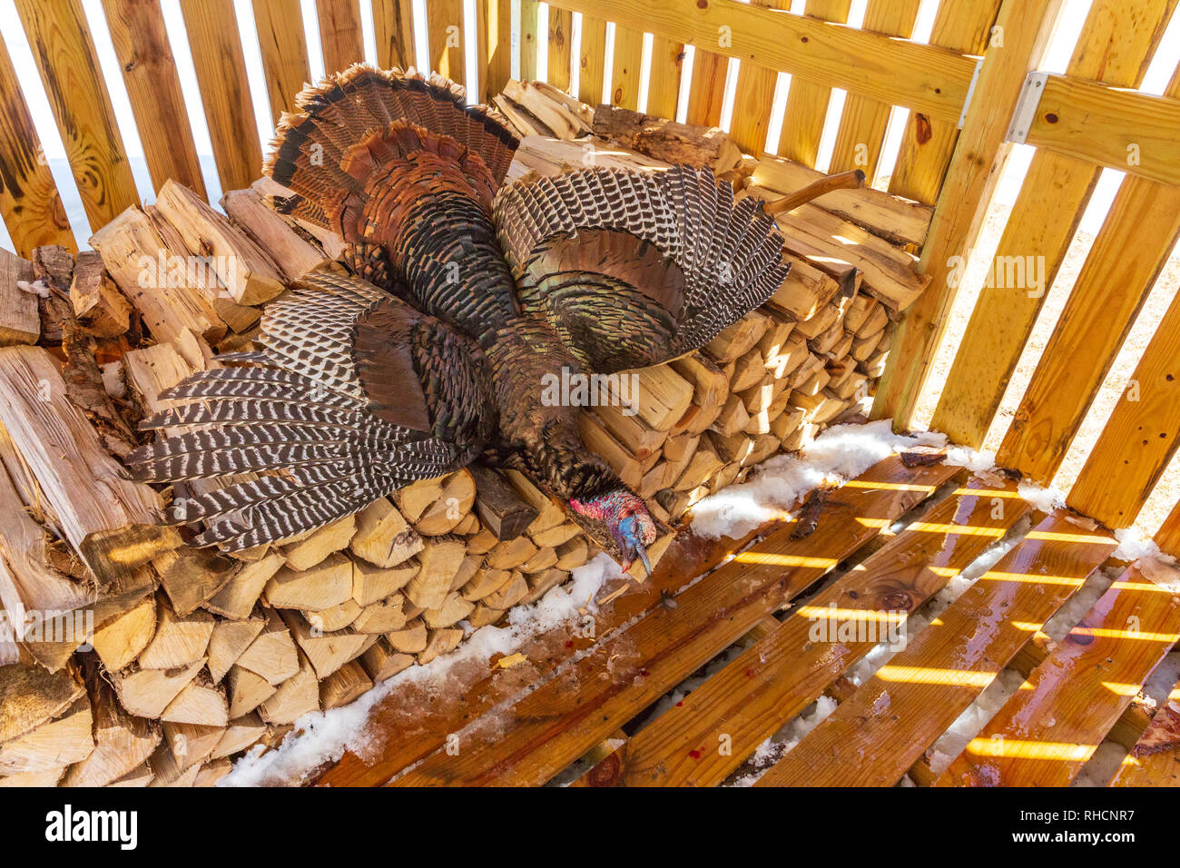 Harvested spring turkey in a wood shed Stock Photo - Alamy