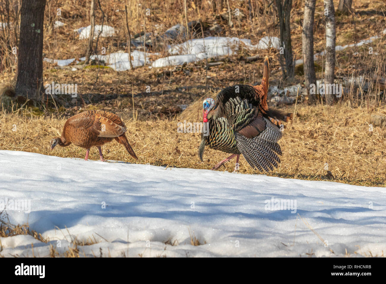 Tom turkey strutting for some hens Stock Photo - Alamy
