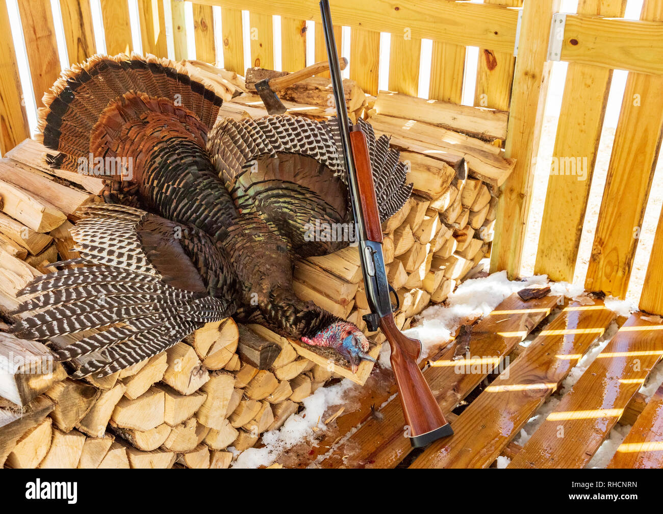 Remington 1100 12 gauge semi-automatic shotgun and a harvested spring ...