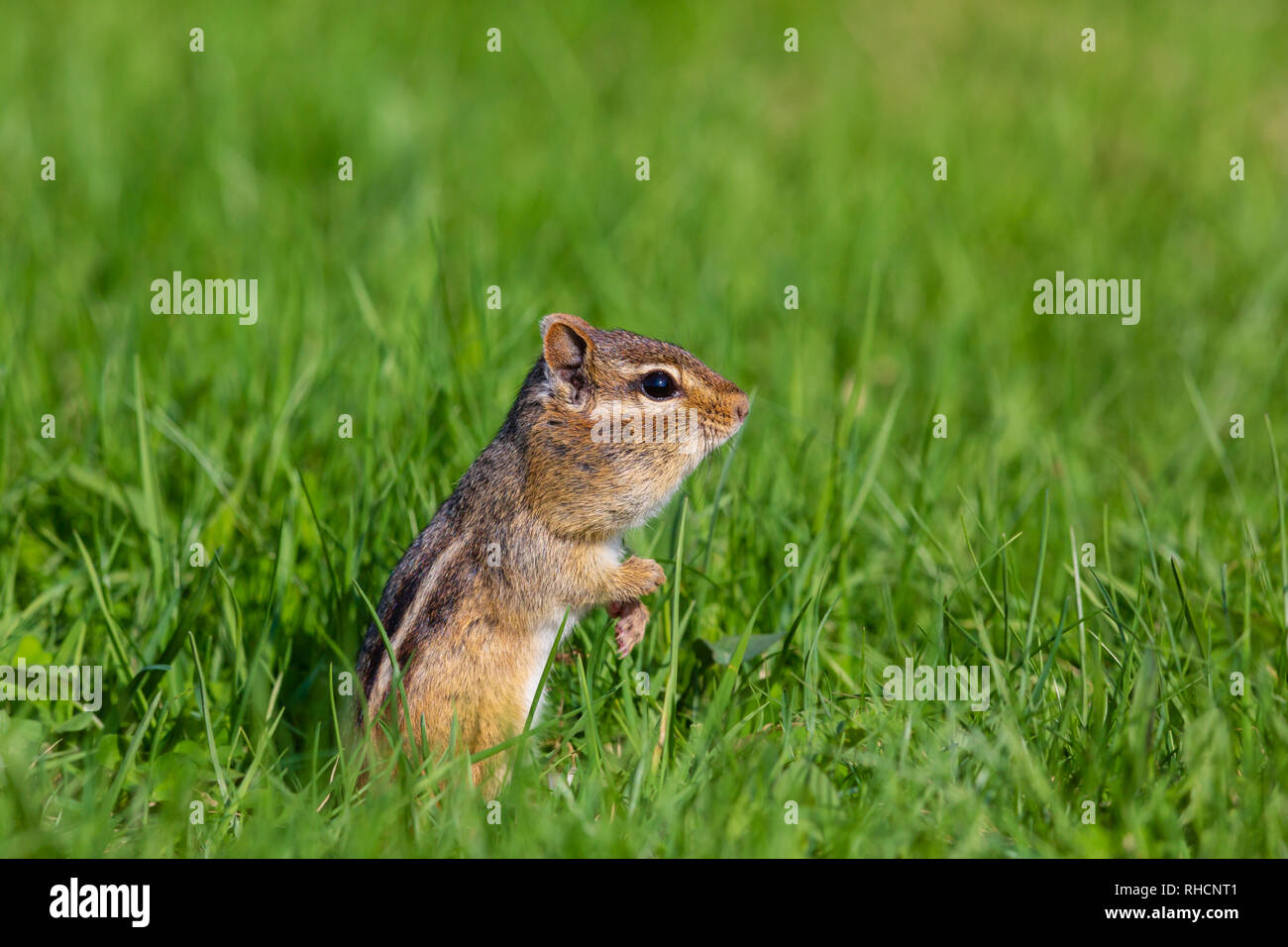 Chipmunk standing up hi-res stock photography and images - Alamy