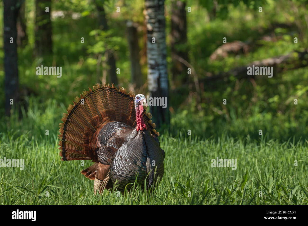Strutting tom hi-res stock photography and images - Alamy