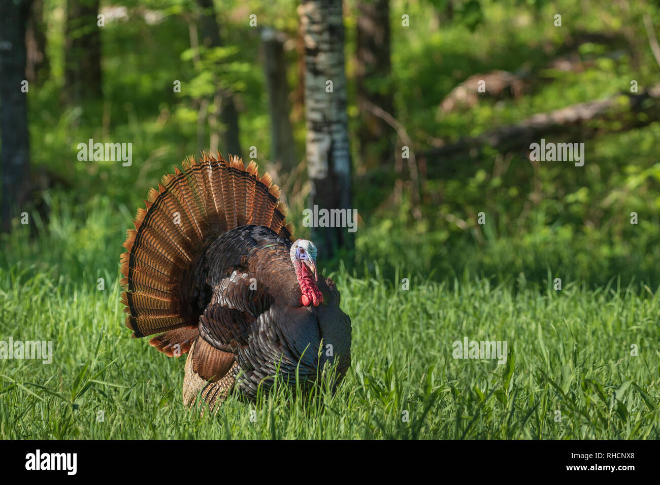 Tom turkey strutting in northern Wisconsin Stock Photo - Alamy