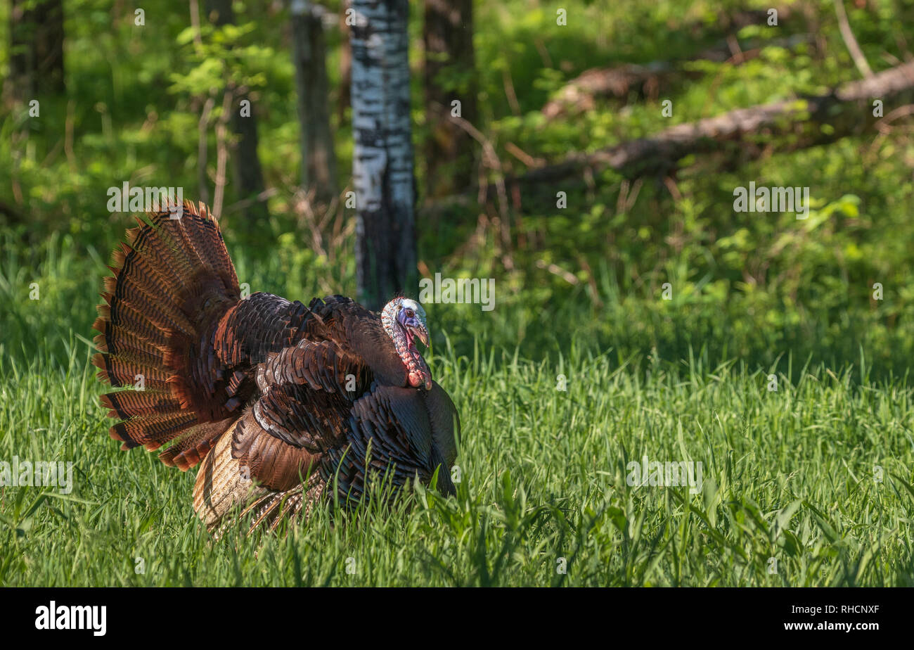 Strutting tom hi-res stock photography and images - Alamy