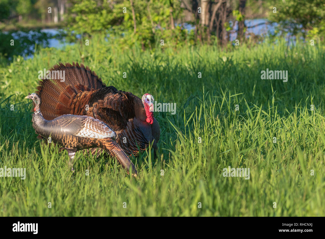 Male turkey fan hi-res stock photography and images - Alamy