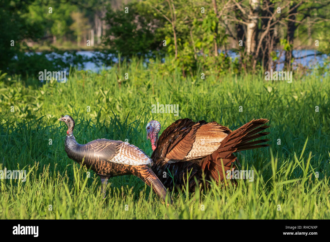 Tom turkey checking out an inflatable hen decoy Stock Photo - Alamy