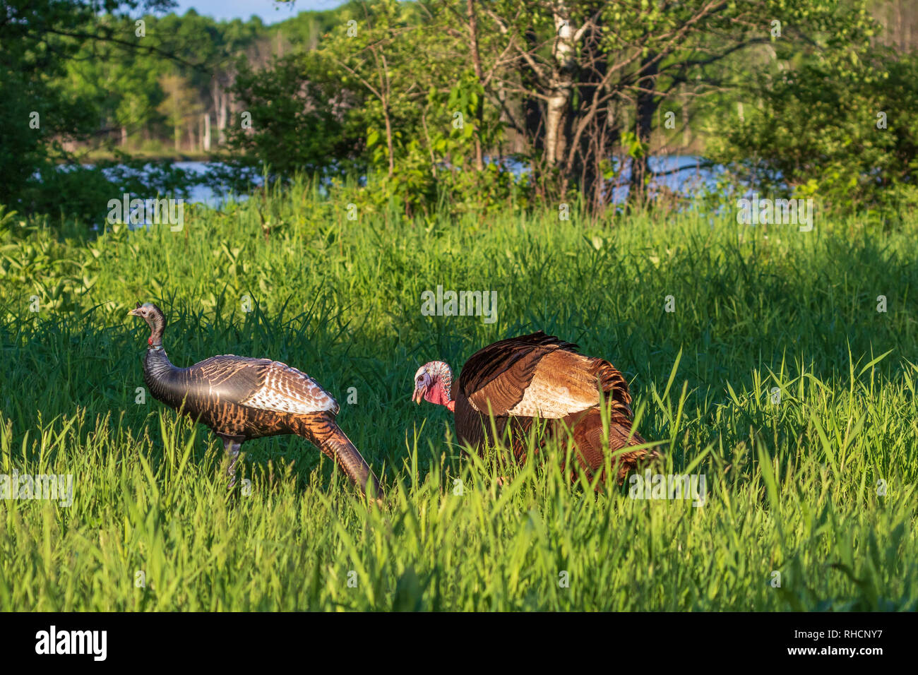 Tom turkey checking out an inflatable hen decoy Stock Photo - Alamy