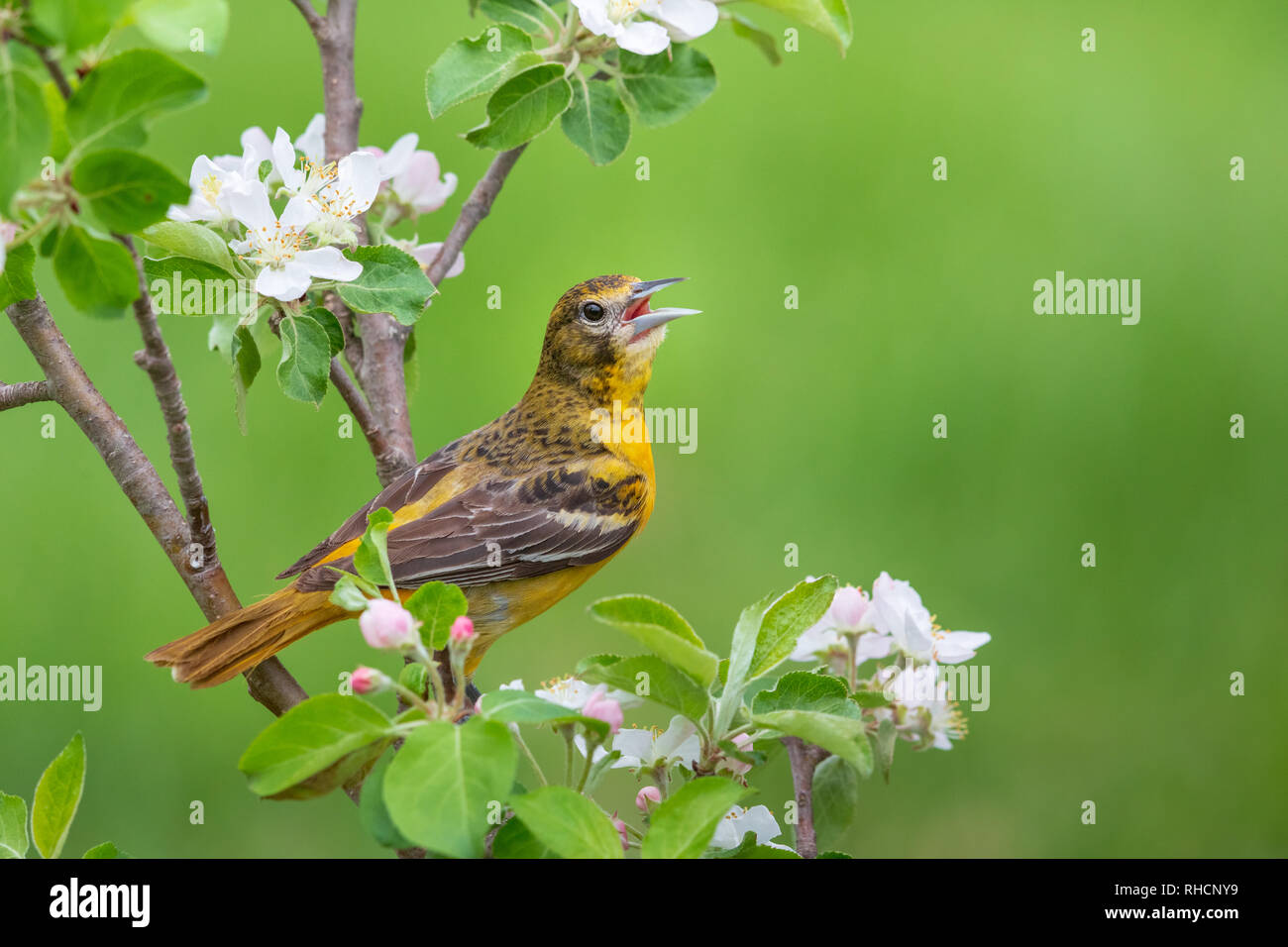 Female Baltimore oriole perched in a flowering apple tree Stock Photo ...