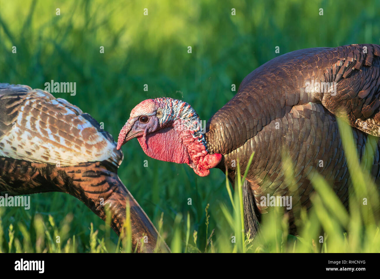 Tom turkey checking out an inflatable hen decoy Stock Photo - Alamy