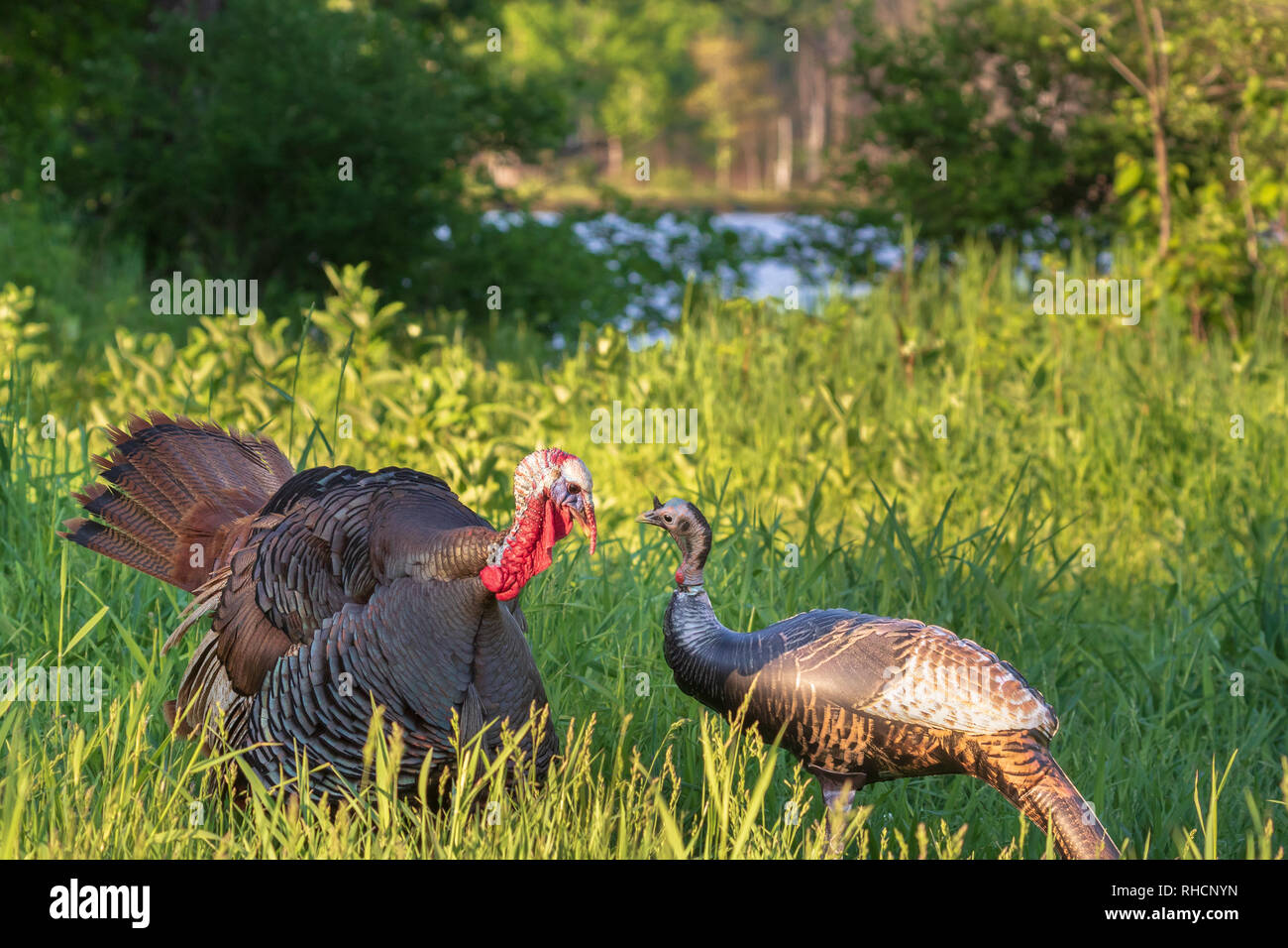 Fool hen hi-res stock photography and images - Alamy