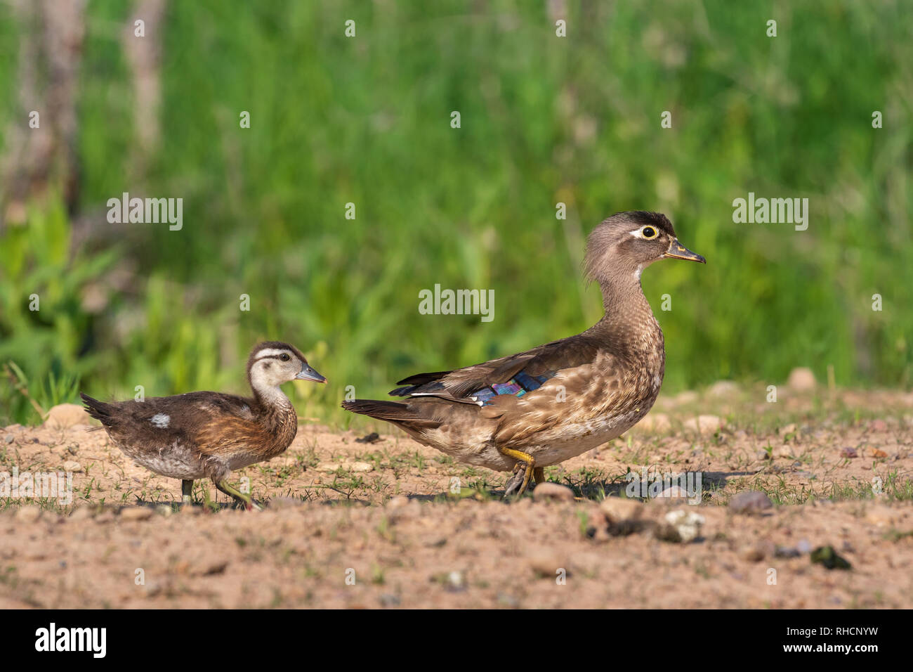 Hen Wood Duck