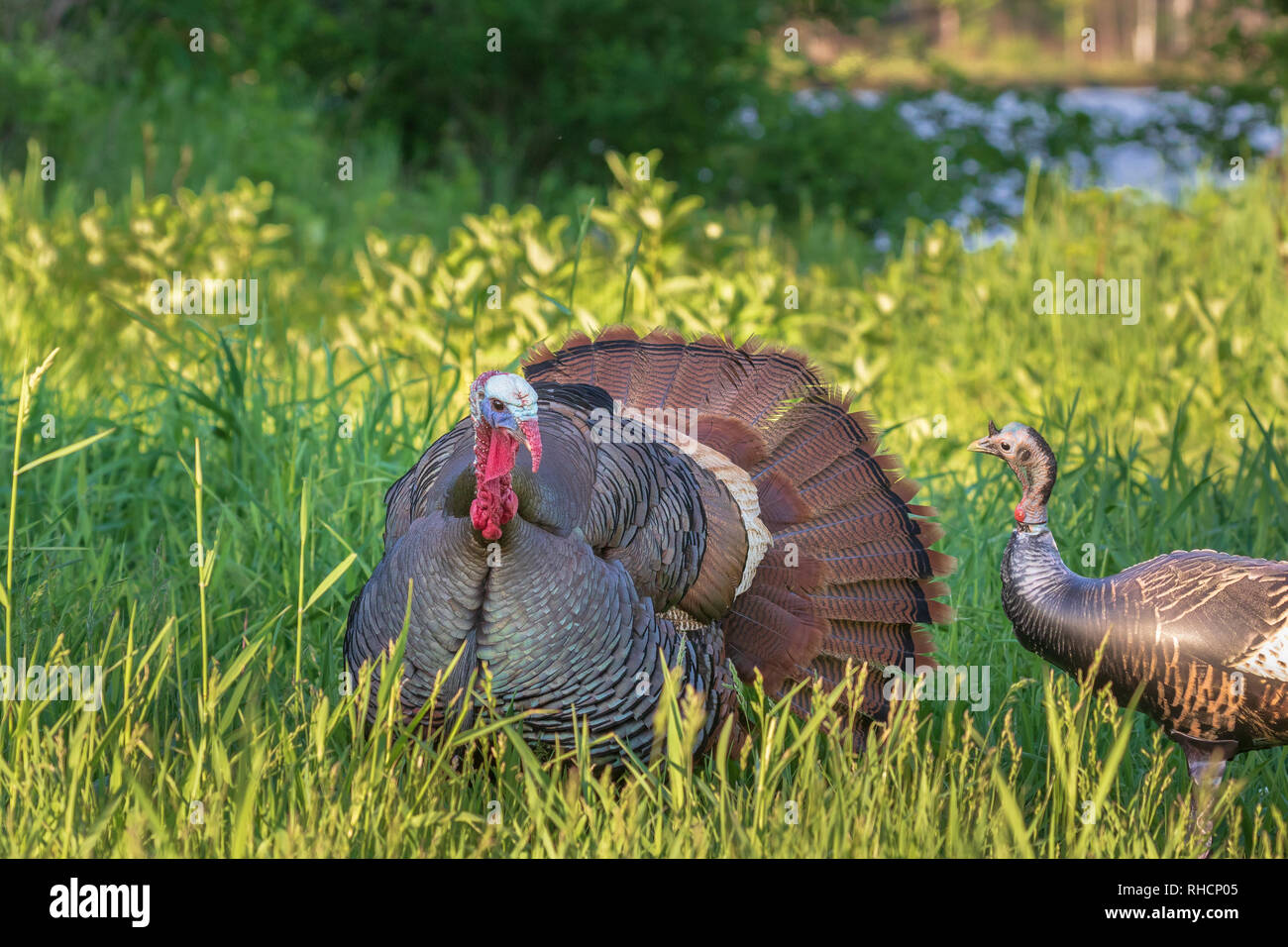 Fool hen hi-res stock photography and images - Alamy
