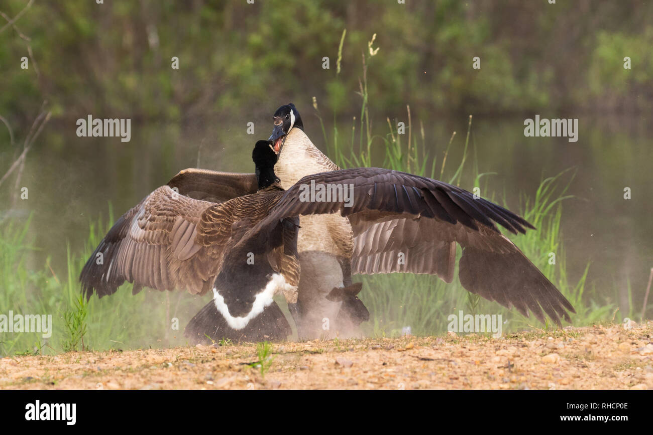 Geese fighting hi-res stock photography and images - Alamy