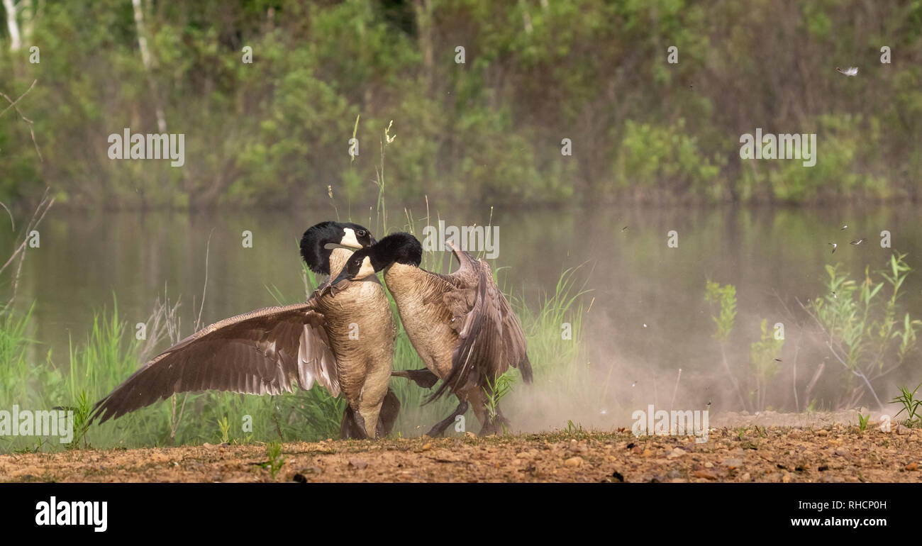 Geese fighting hi-res stock photography and images - Alamy