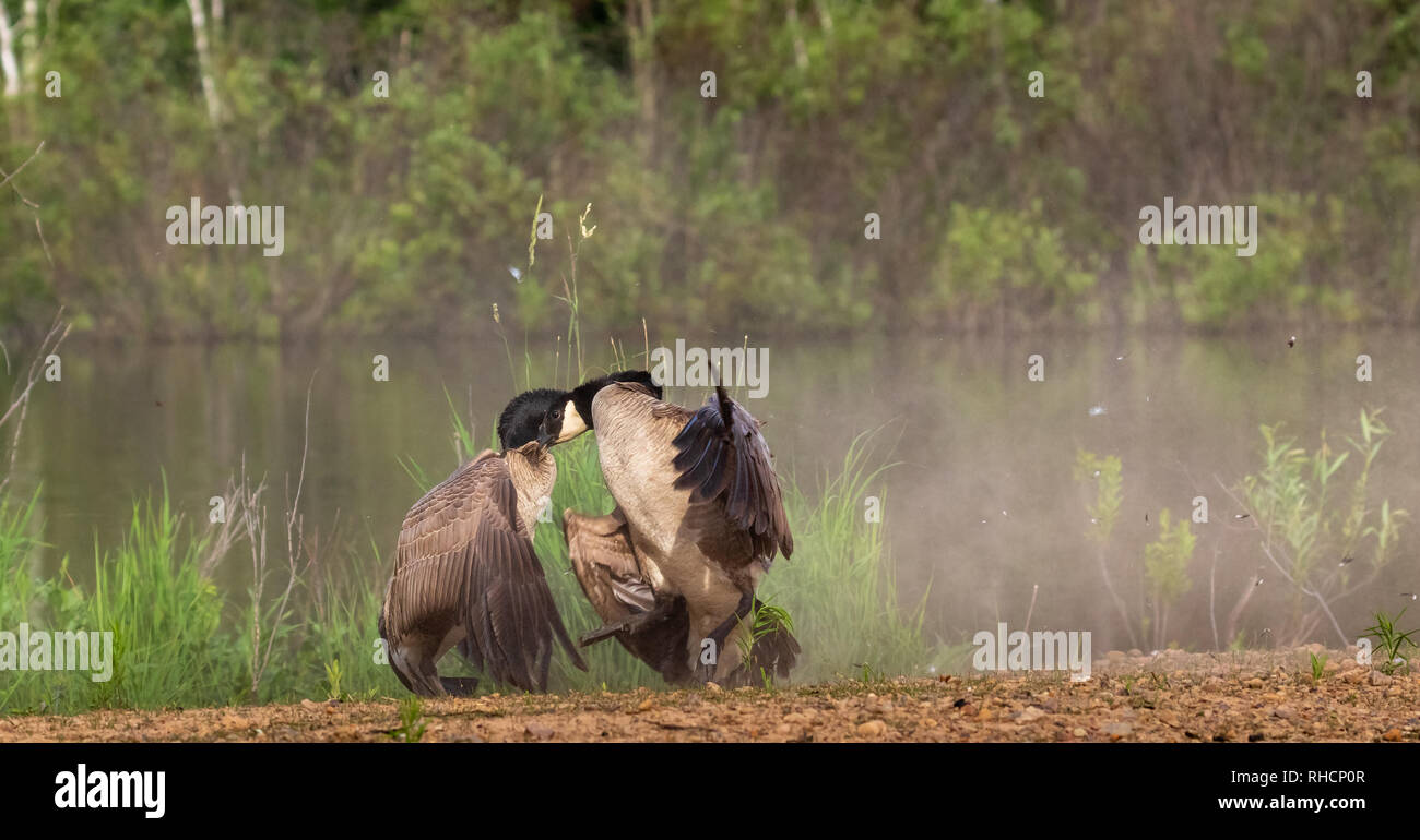 Canada goose fighting hi-res stock photography and images - Alamy
