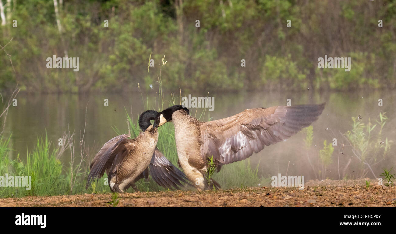 Canada geese fighting in northern Wisconsin Stock Photo - Alamy