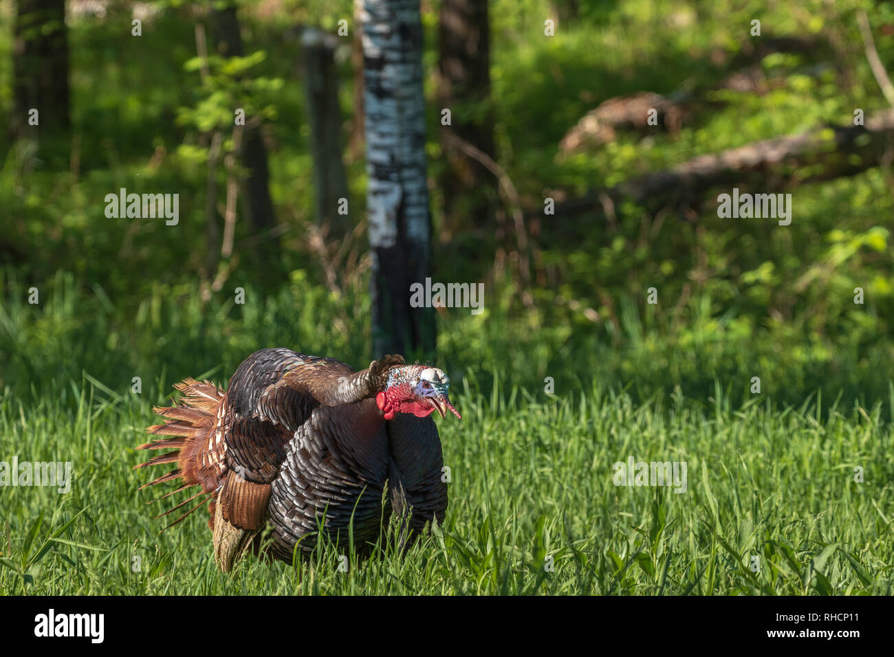 Tom turkey in northern Wisconsin Stock Photo - Alamy