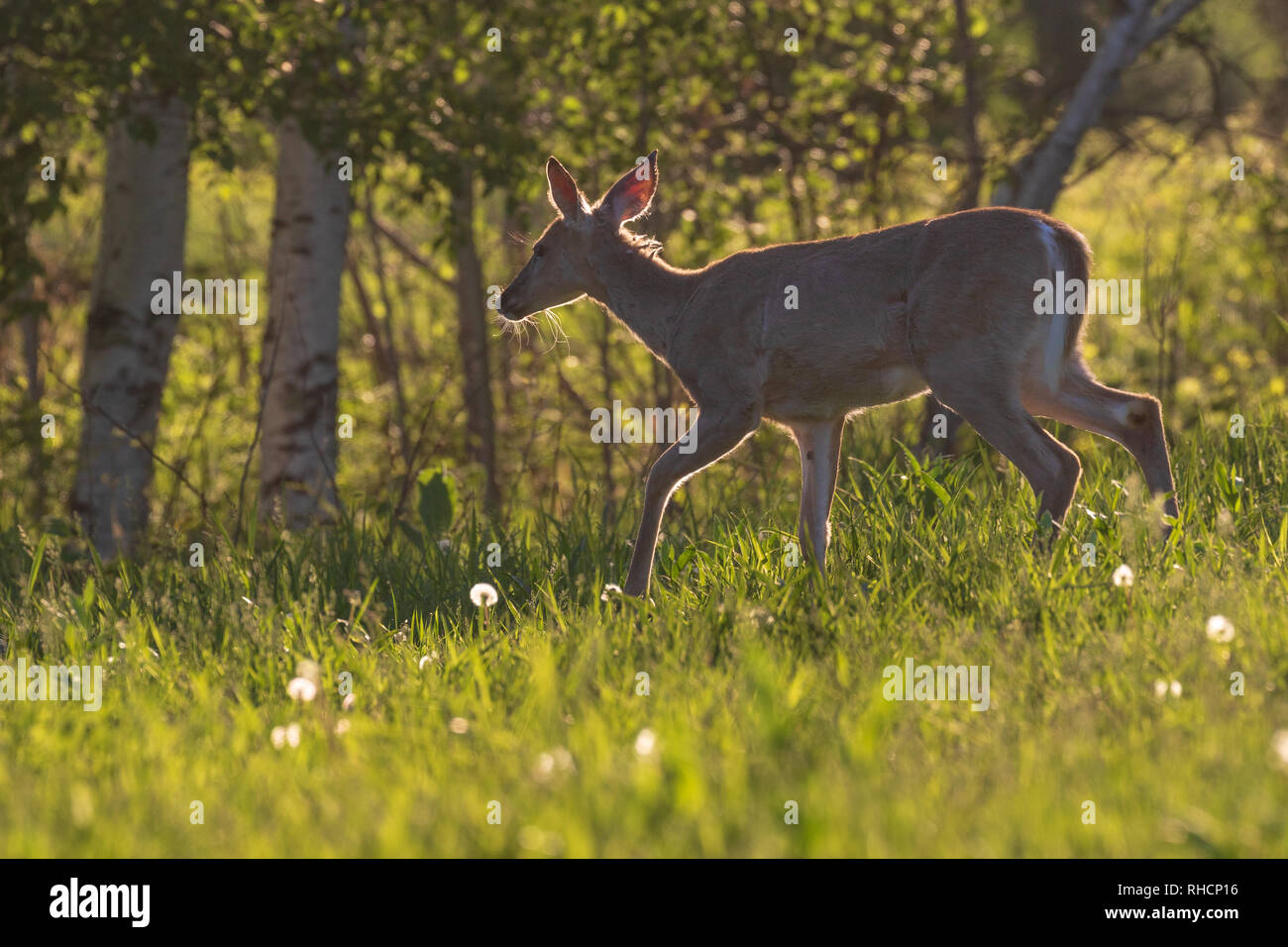 Backlit whitetail deer hi-res stock photography and images - Alamy