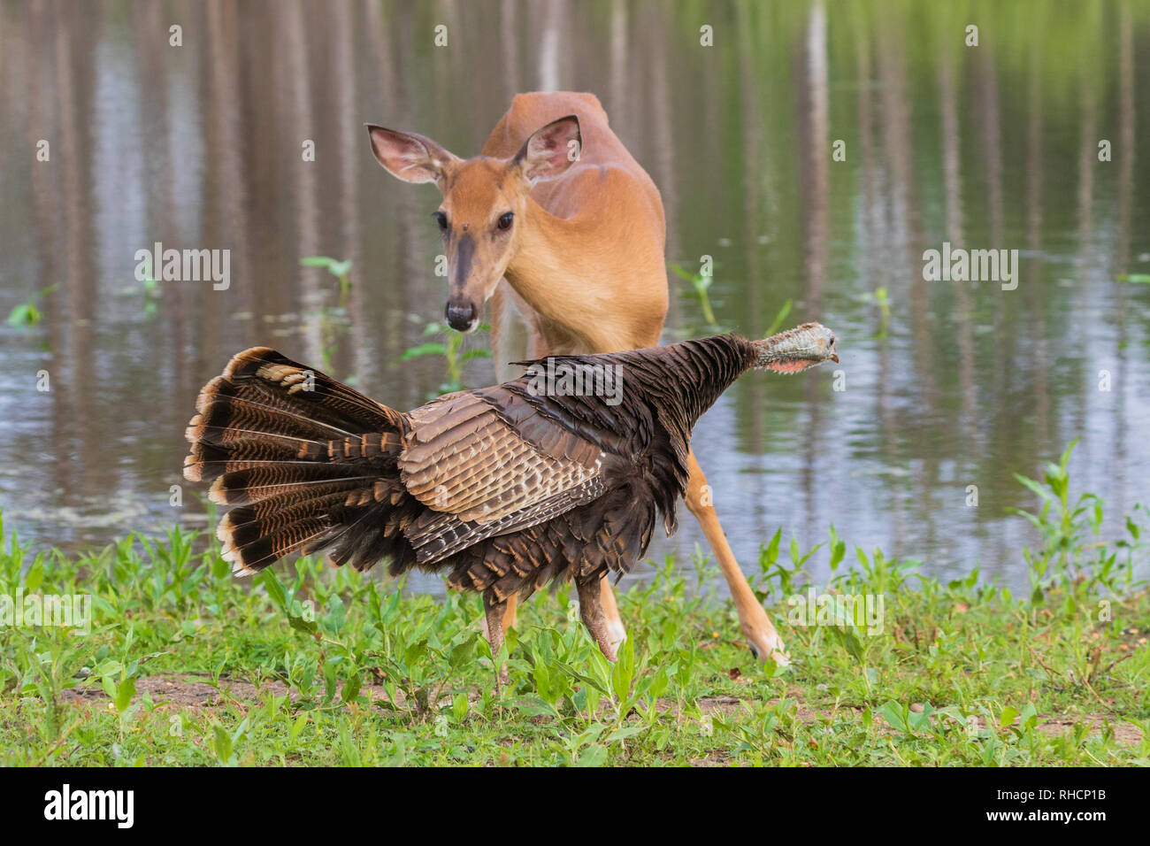 Wild turkey head white hi-res stock photography and images - Alamy