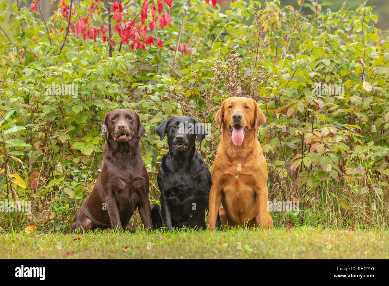 Black and chocolate labs hi-res stock photography and images - Alamy