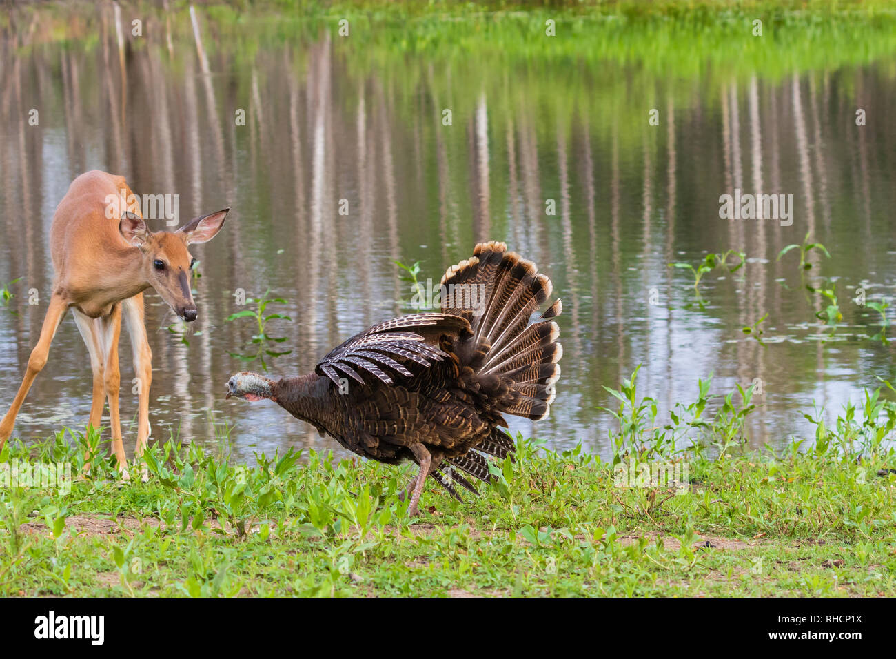 Wild turkey head white hi-res stock photography and images - Alamy