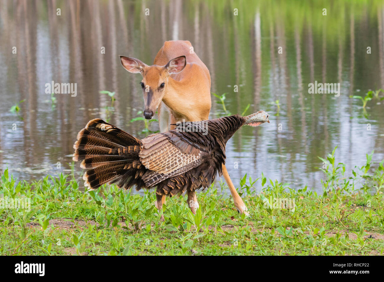 Wild turkey head white hi-res stock photography and images - Alamy