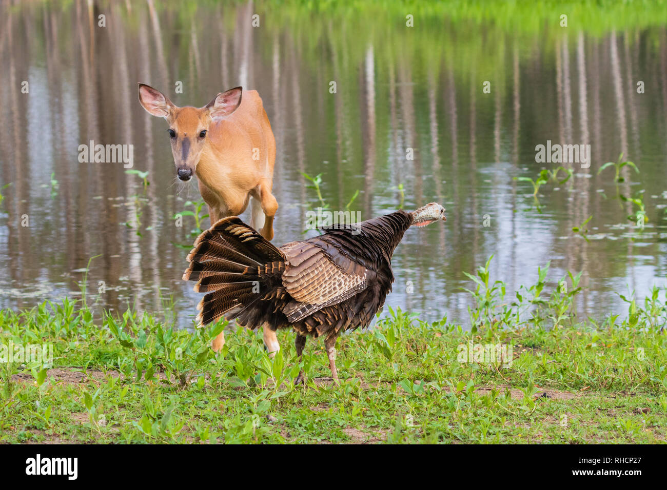 Wild turkey head white hi-res stock photography and images - Alamy