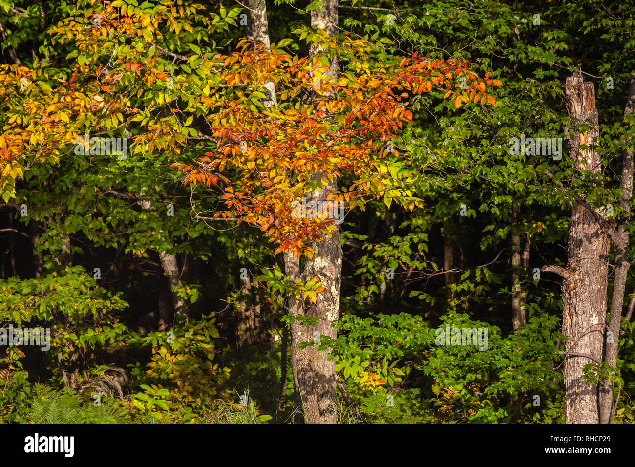 Early fall color in northern Wisconsin Stock Photo - Alamy