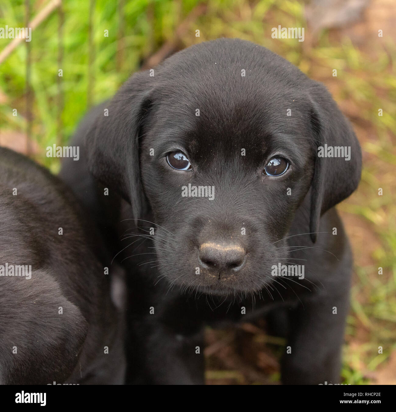 Black american labrador retriever hi-res stock photography and images ...