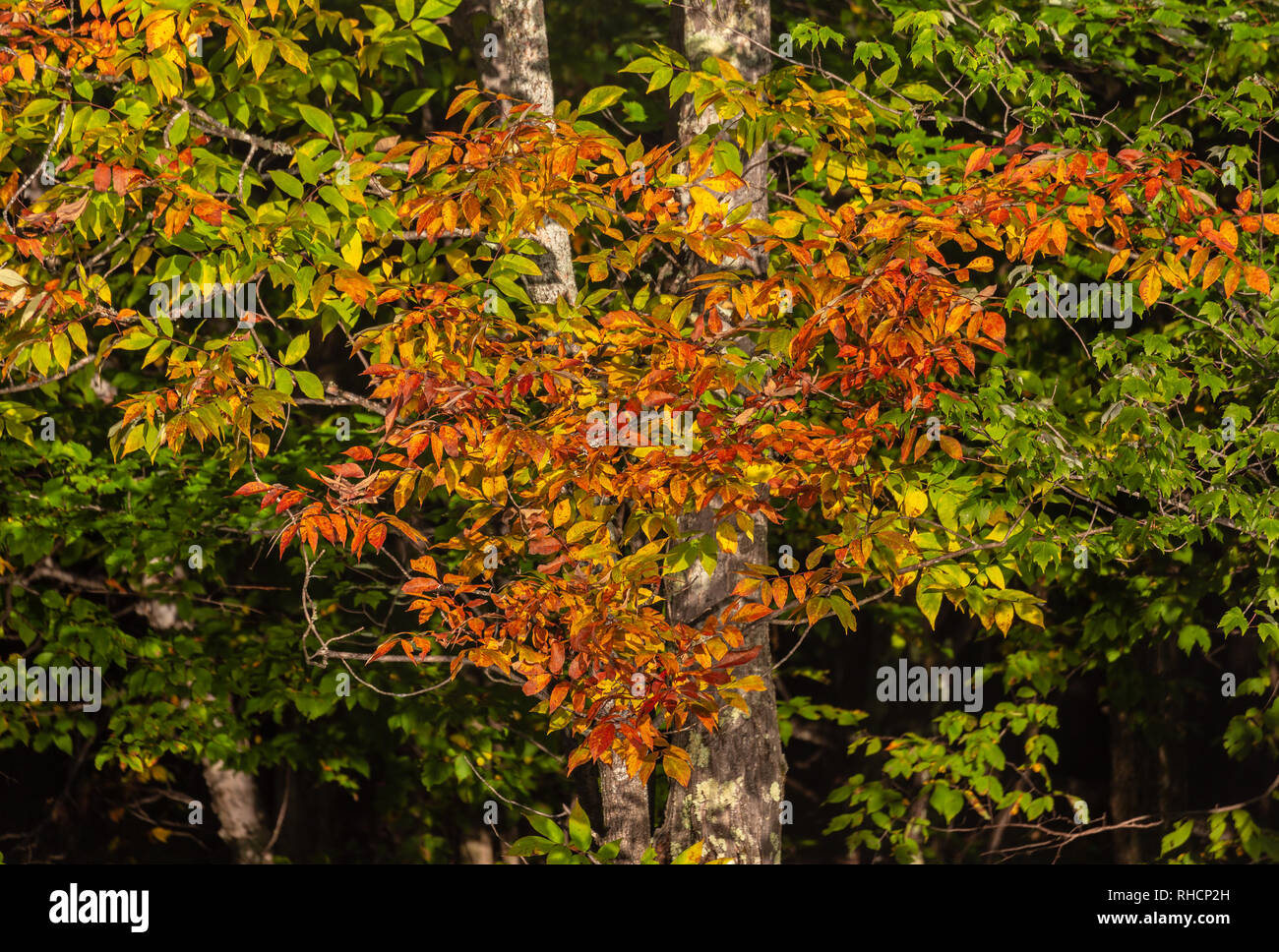 Early fall color in northern Wisconsin Stock Photo - Alamy