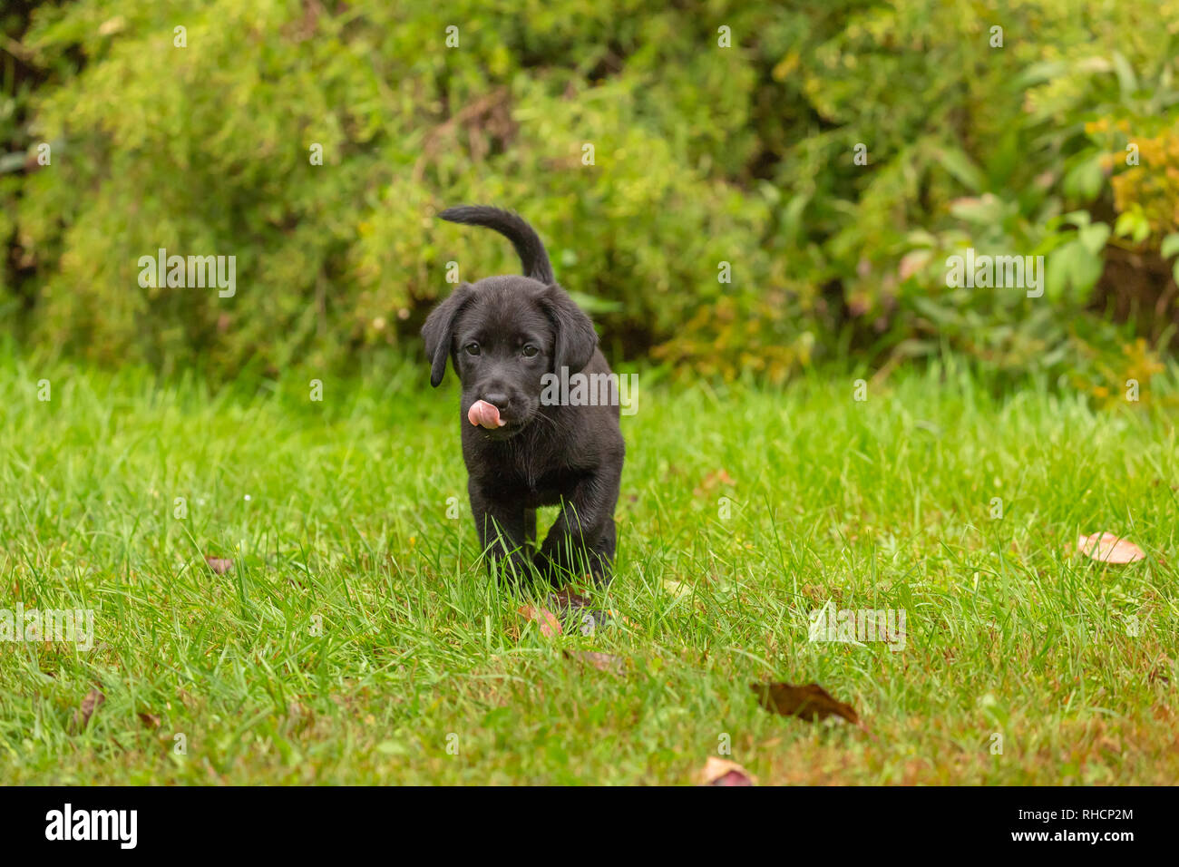 Lab Puppy Running