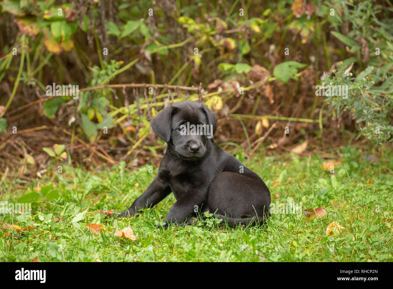 Black lab retriever in grass hi-res stock photography and images - Alamy