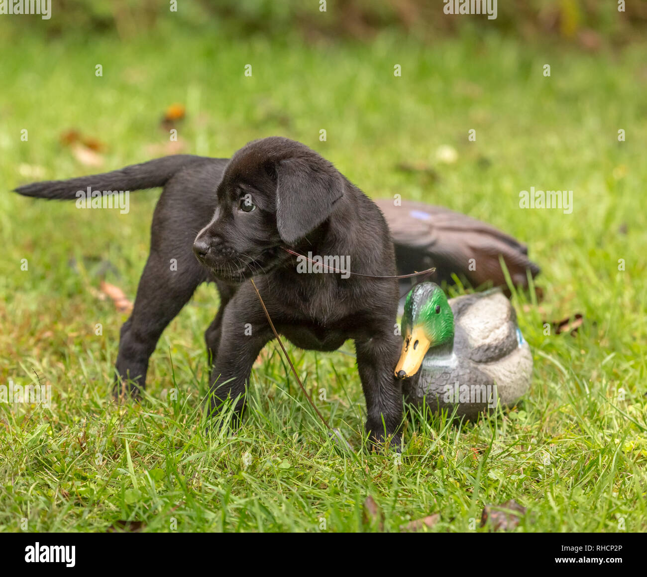 Black Labrador Retriever With Mallard Decoys Hi Res Stock Photography