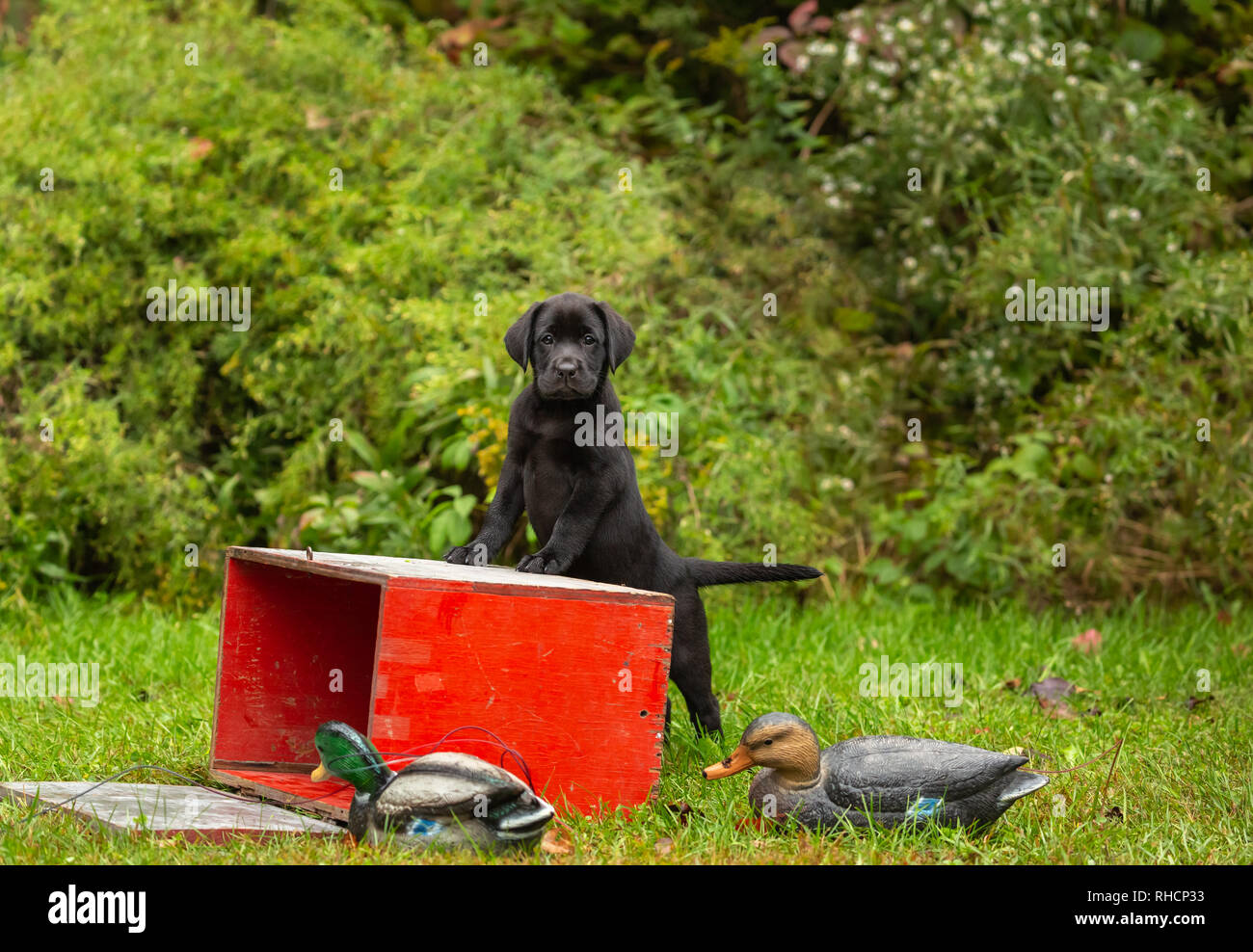 Dog decoys hi-res stock photography and images - Alamy