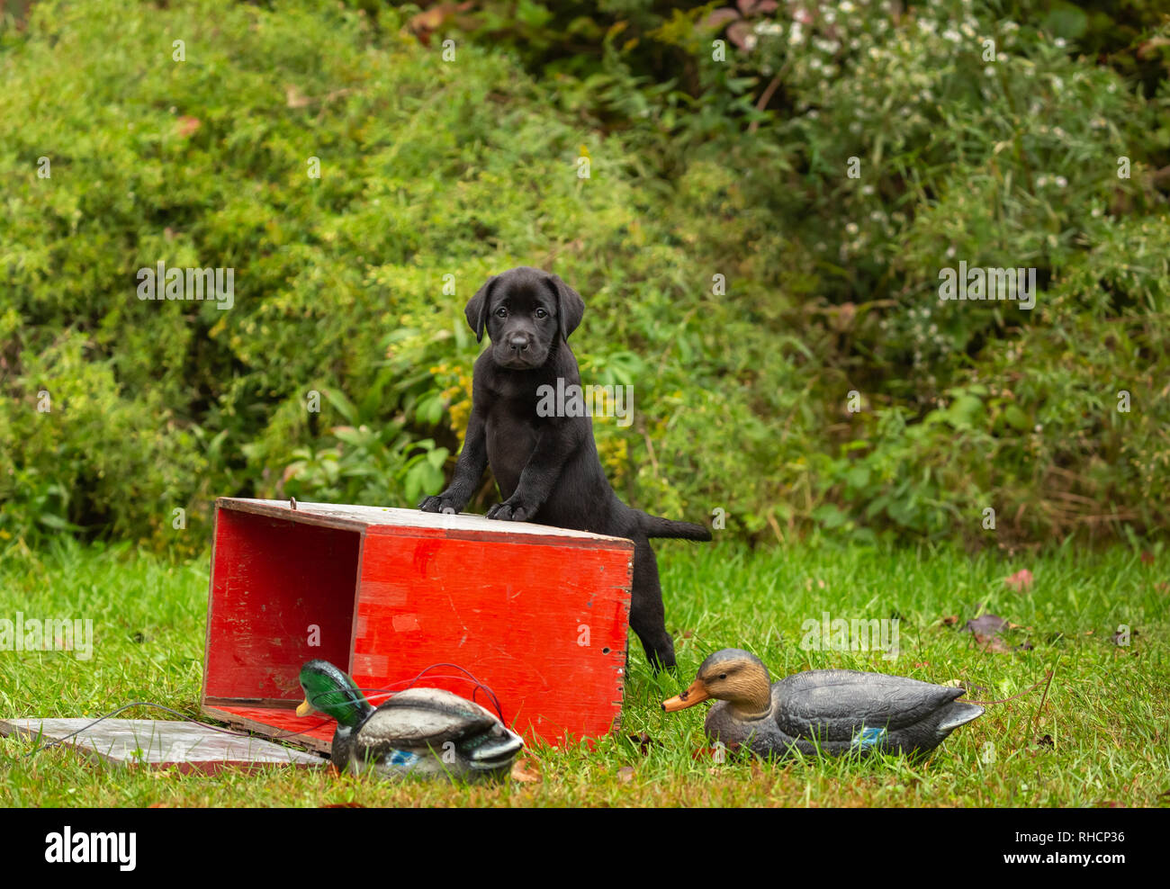 Black lab with duck decoys hi-res stock photography and images - Alamy