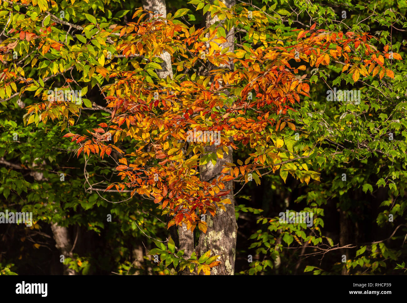 Early fall color in northern Wisconsin Stock Photo - Alamy