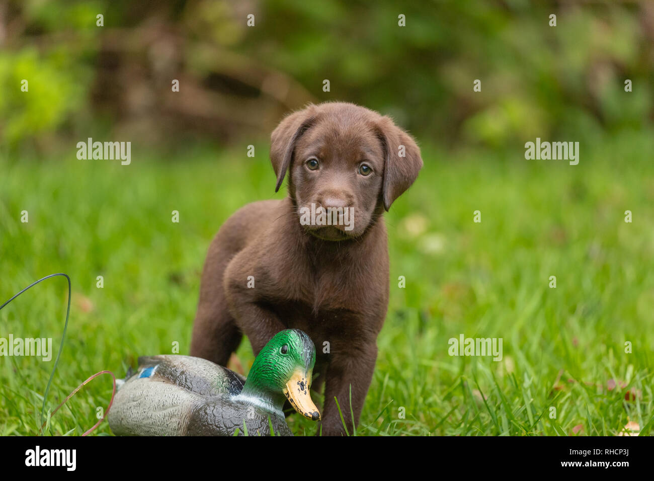 Chocolate Labrador retriever puppy and a mallard duck decoy Stock Photo ...