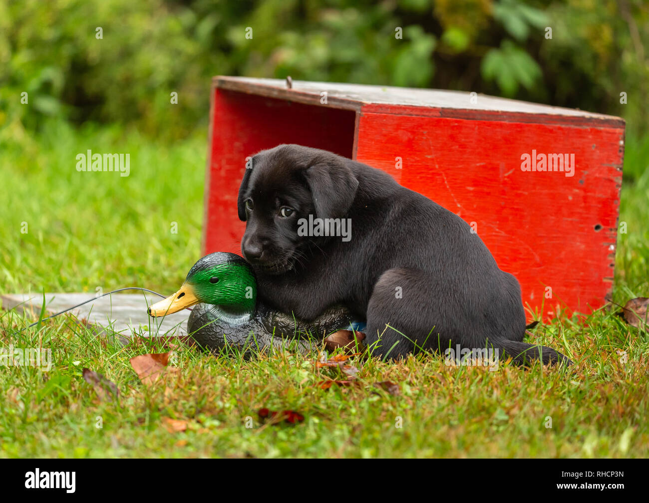Black Labrador retriever puppy looking guilty as he plays with a duck ...