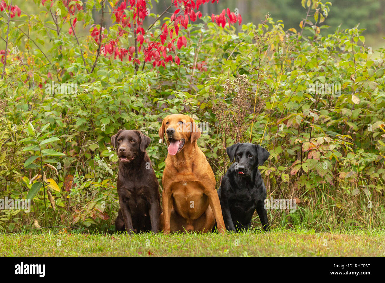 Three black labrador retrievers hi-res stock photography and images - Alamy